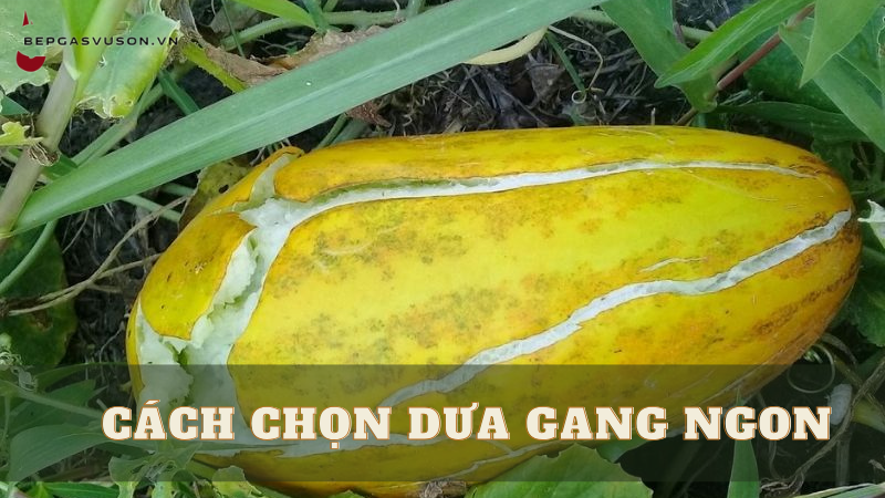 Chia sẻ 3 cách chọn dưa gang ngon ngọt mọng nước