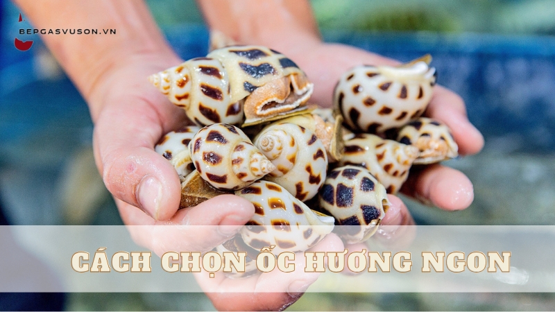 Mách bạn cách chọn ốc hương ngon từ A-Z như dân biển
